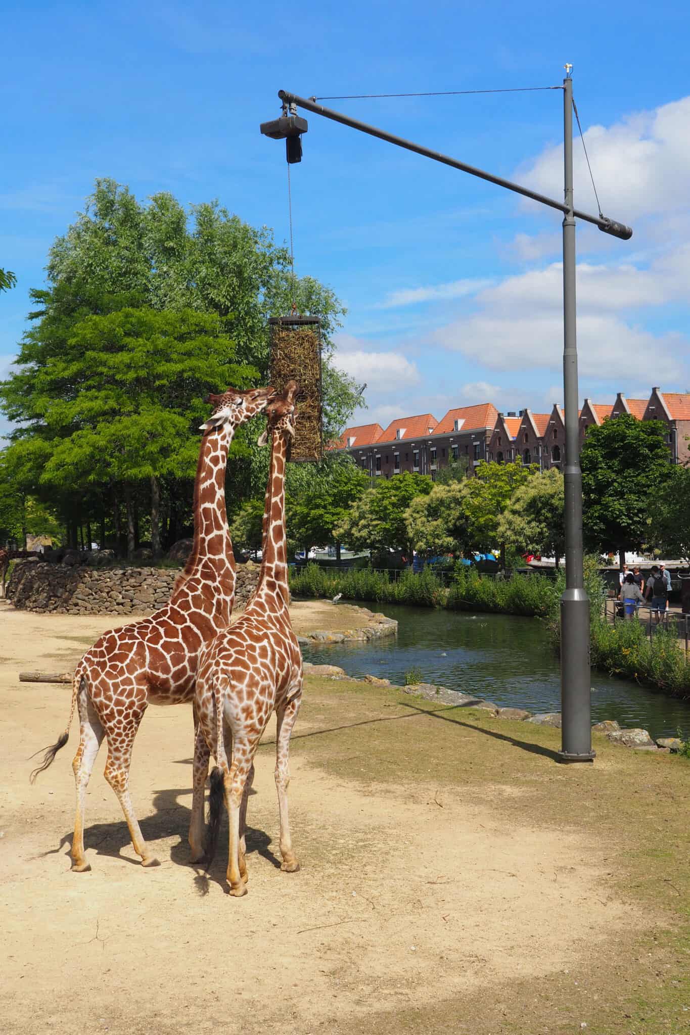 ARTIS Royal Zoo - Tourist Pass